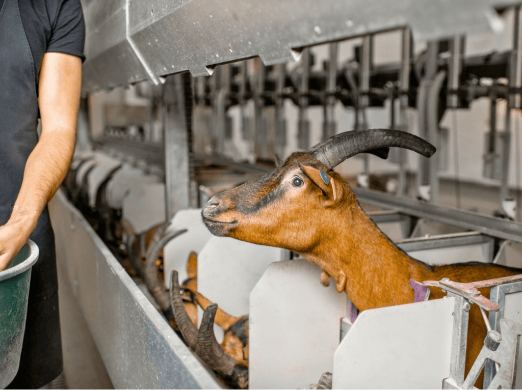 Raw Goat Cheese Online From PA | Swiss Villa LLC