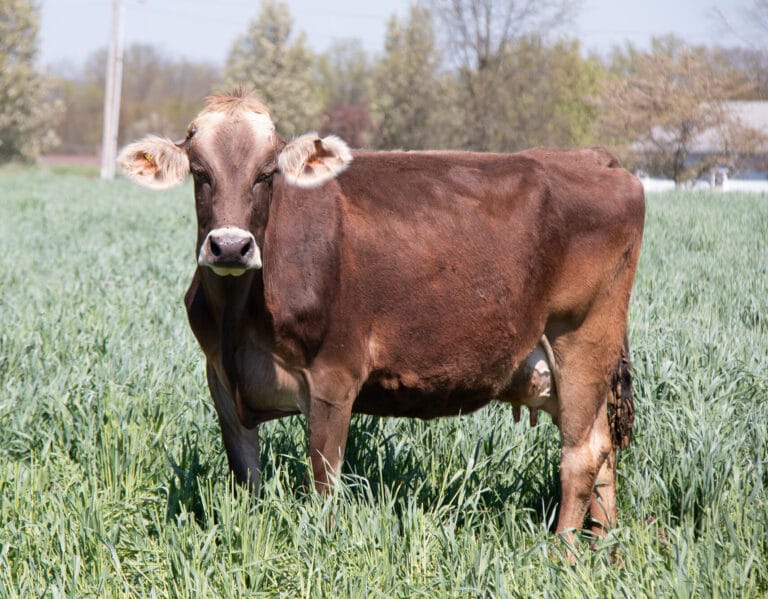 Raw Grass-Fed Cheese For Sale Online | Swiss Villa